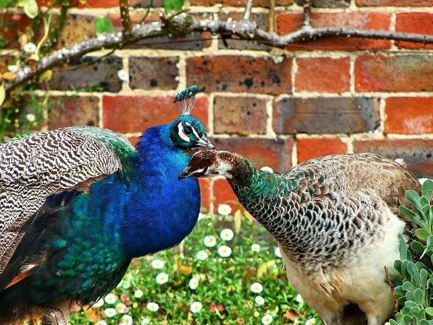 Самка павлина