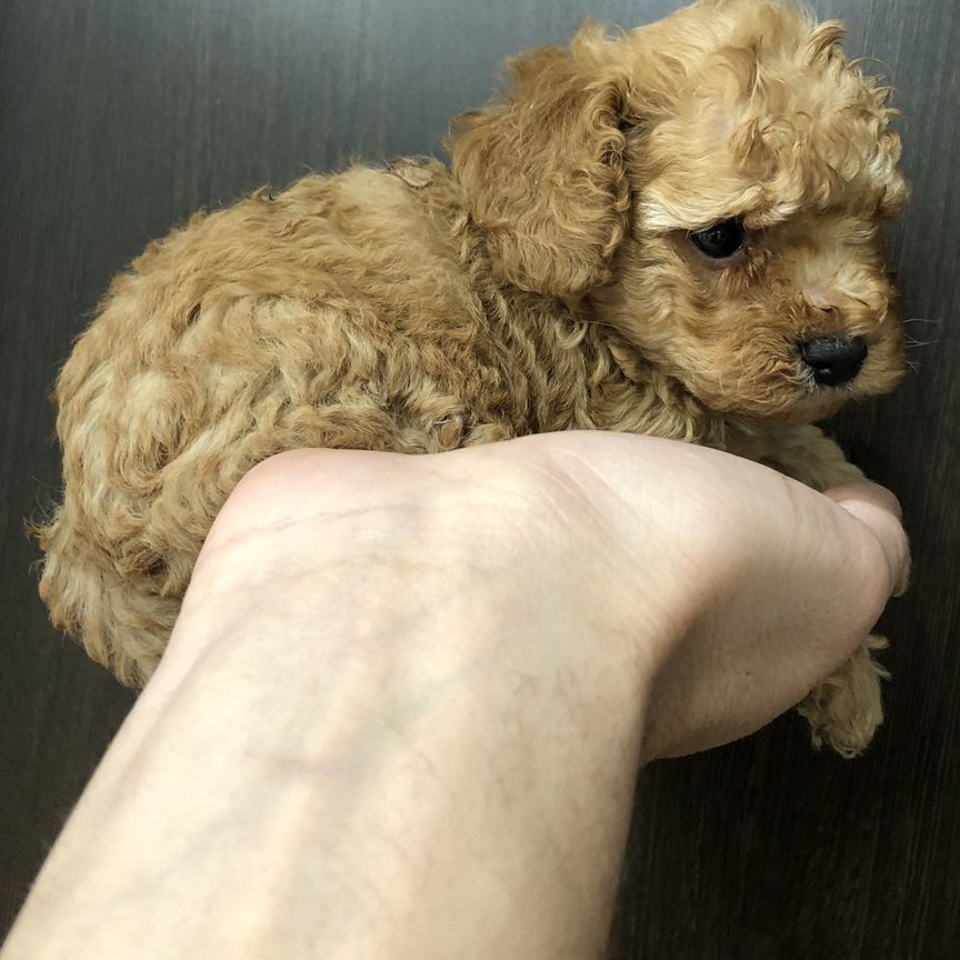 Мальтипу, щенок