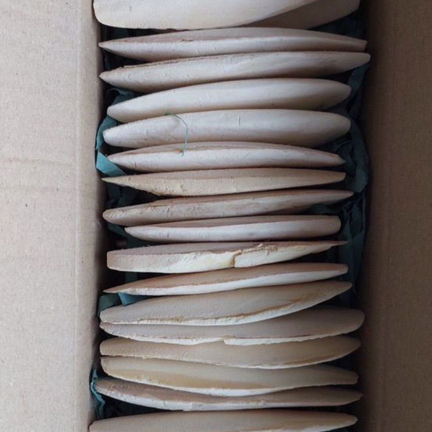 Сепия панцирь каракатицы