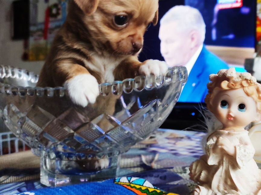 Чихуахуа мальчик