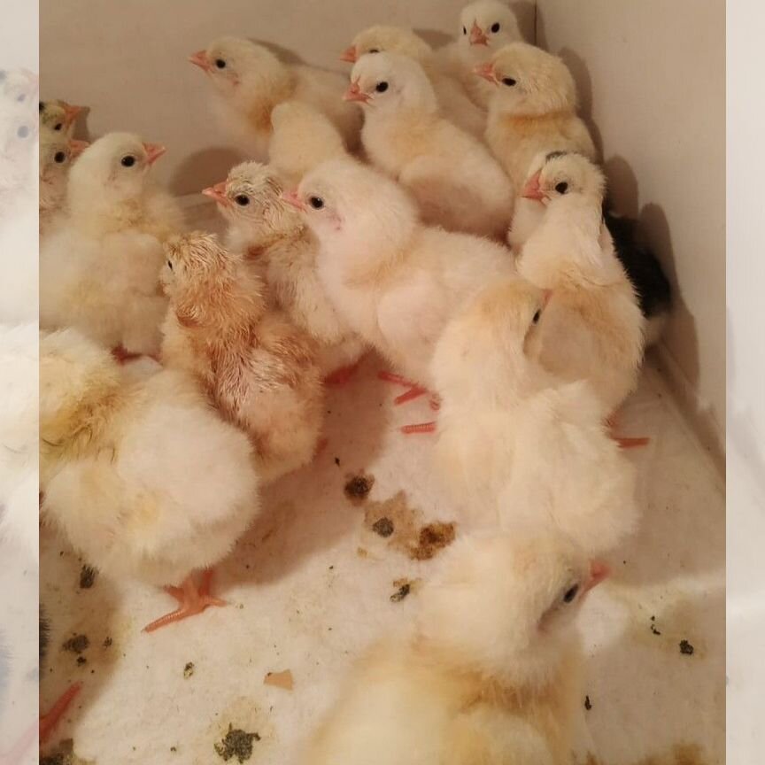 Цыплята петушки