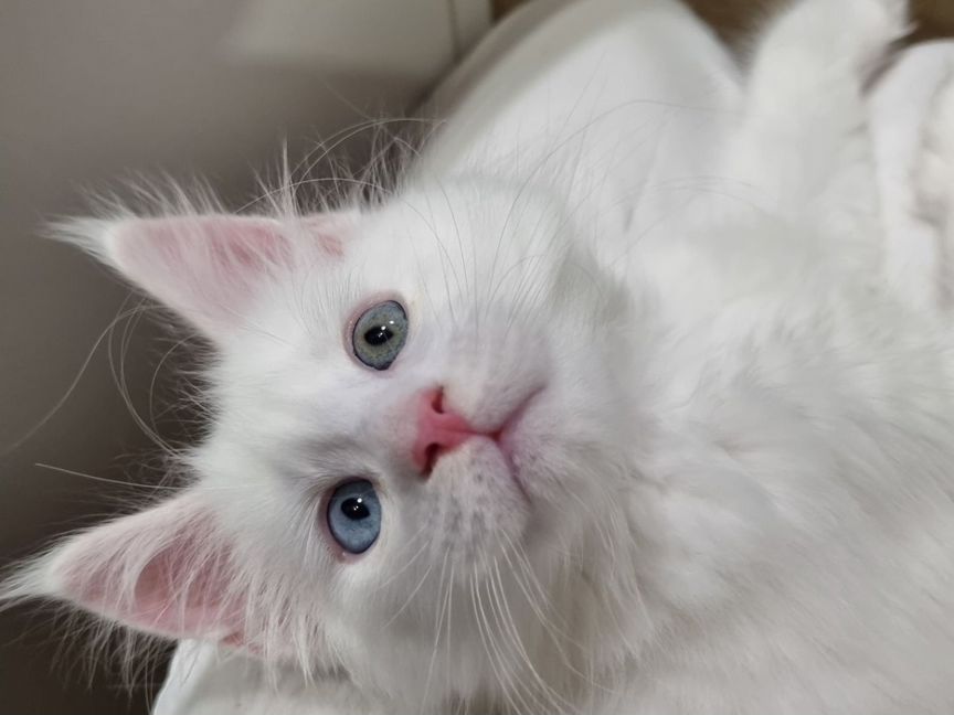 Котята мейн-кун к резерву