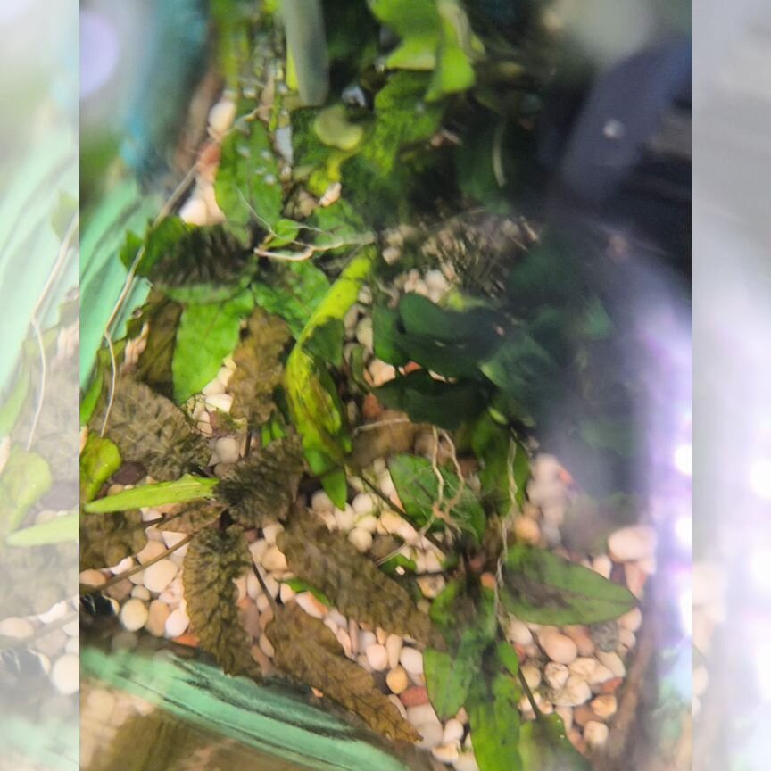 Криптокорина