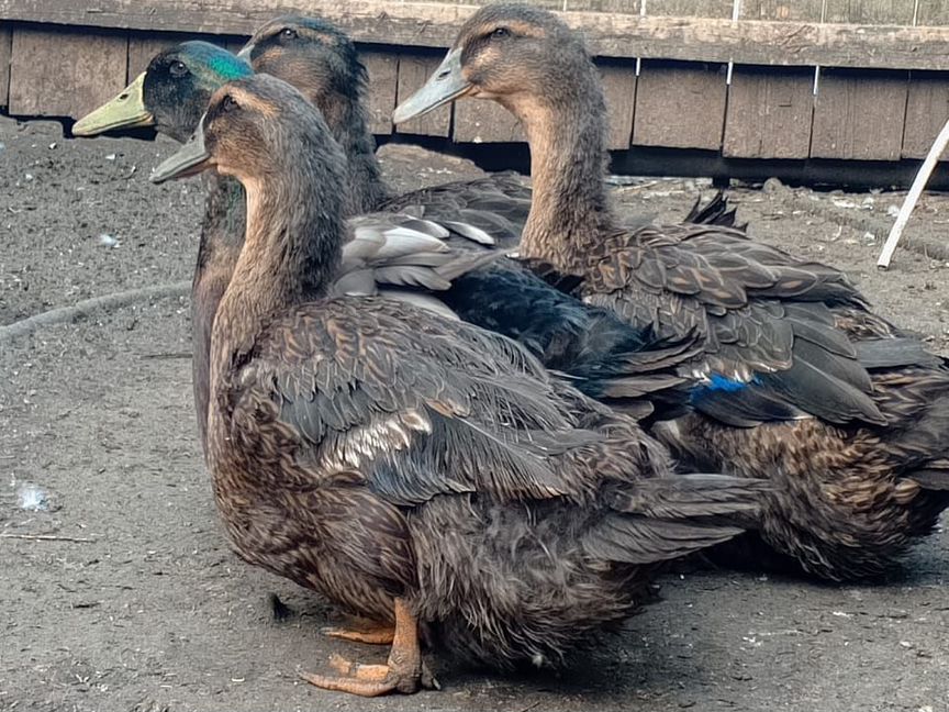 Руанские утки