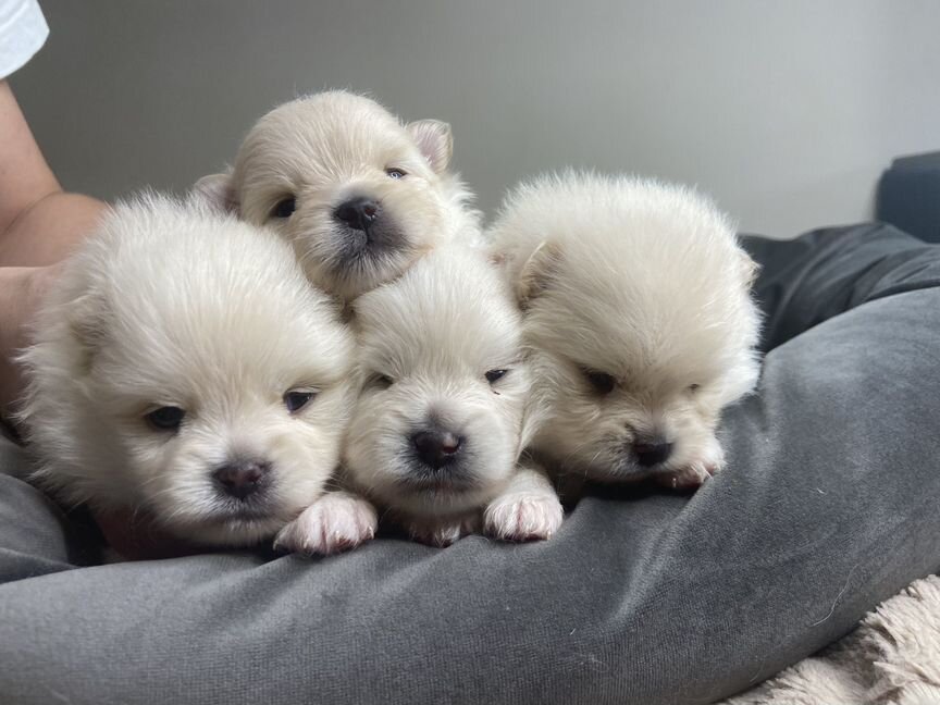 Щенки щпиц мини