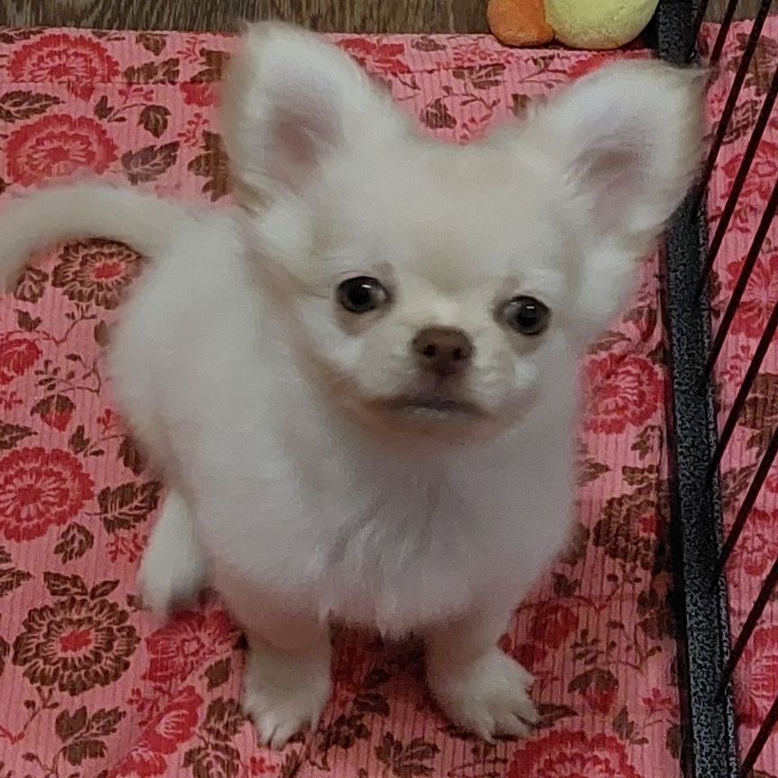 Чихуахуа, щенок