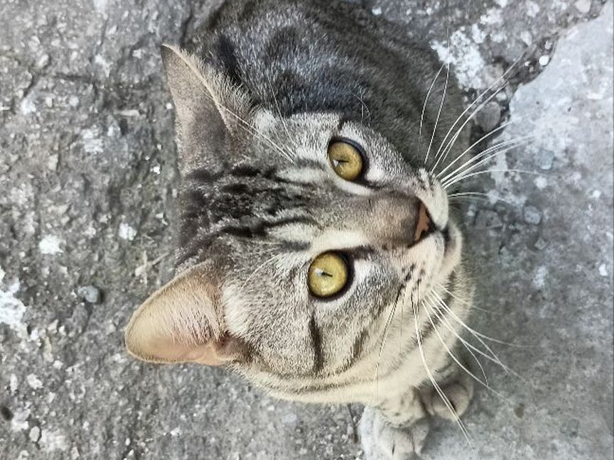 Кот