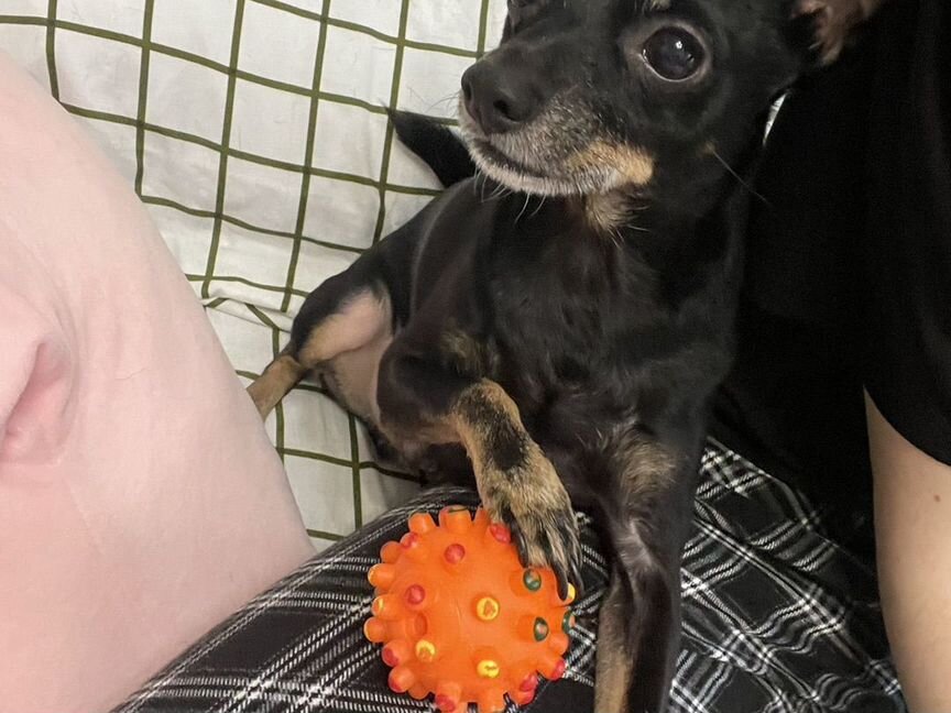 Русский той-терьер