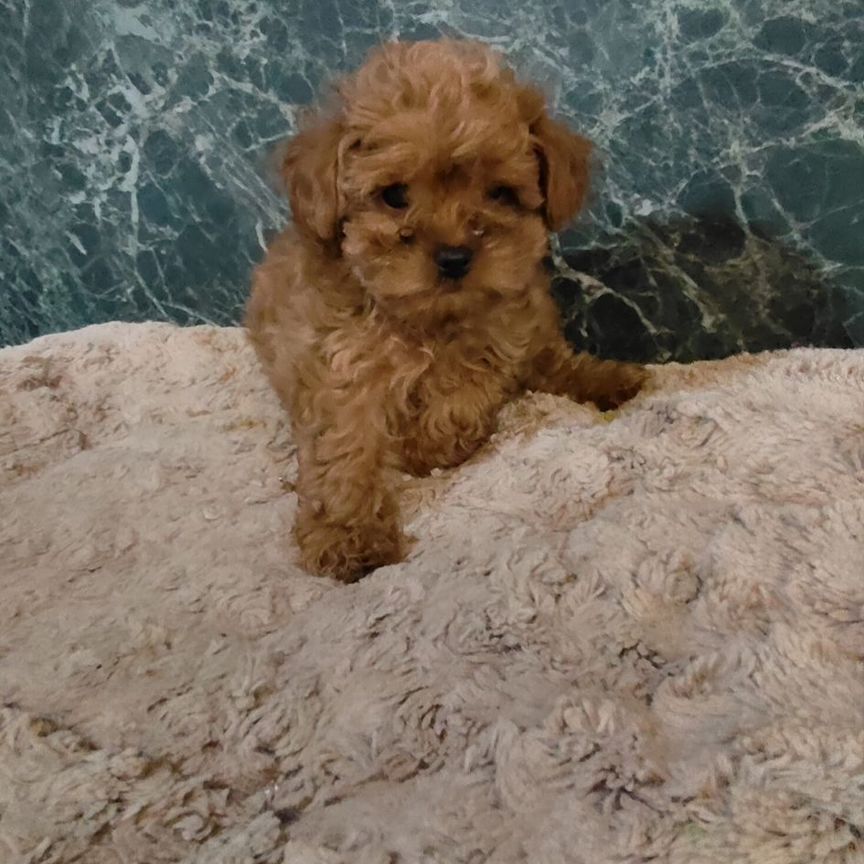 Мальтипу красавица девочка