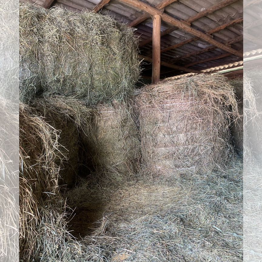 Сено костер люцерна