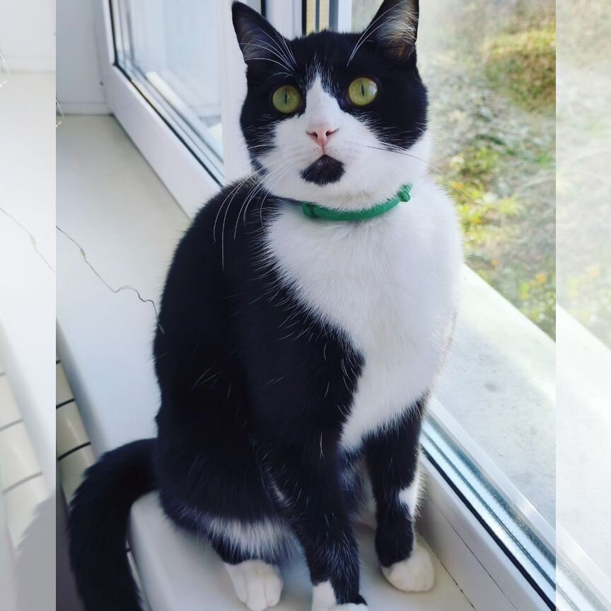 Отдам Кота в добрые руки