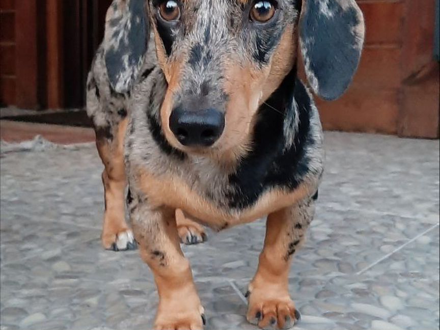 Мраморная такса вызка