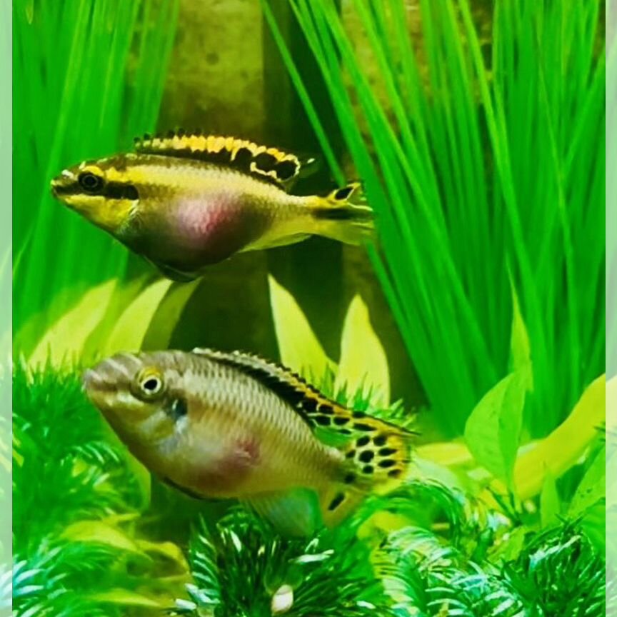 Аквариумные рыбки и растения