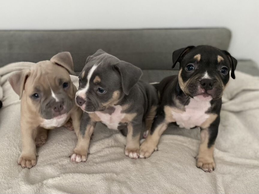 Щенки американского булли