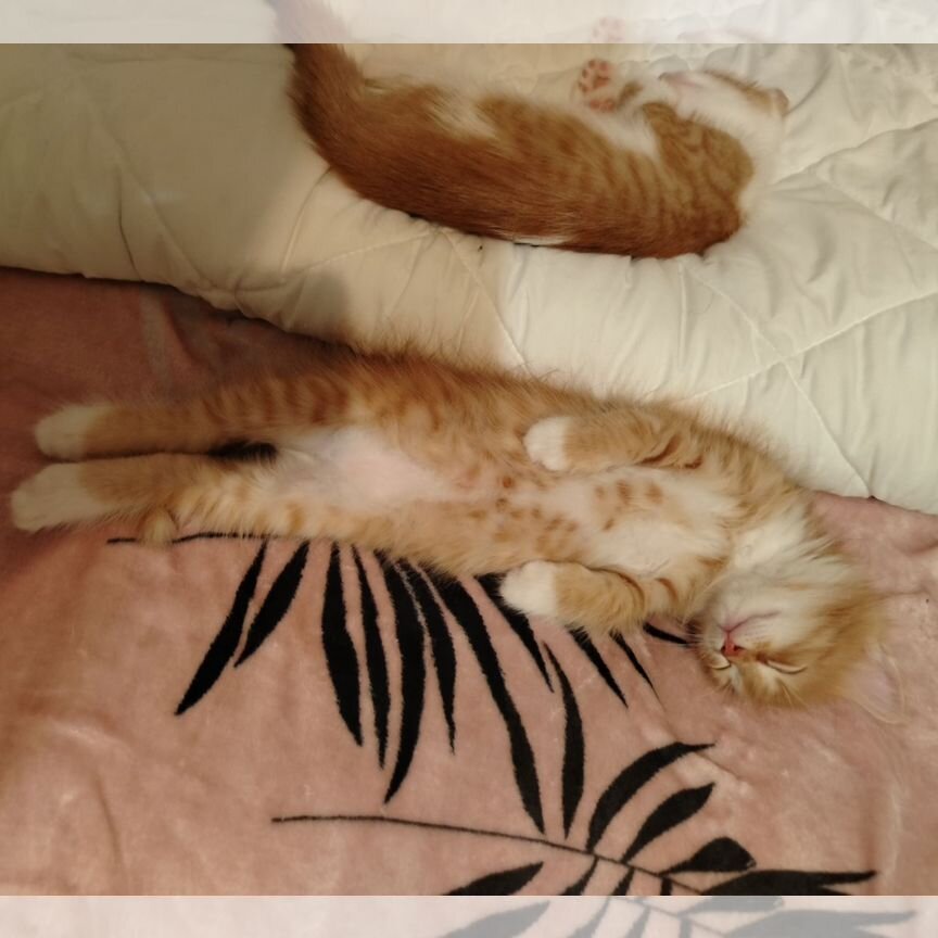 Мейн-кун котёнок