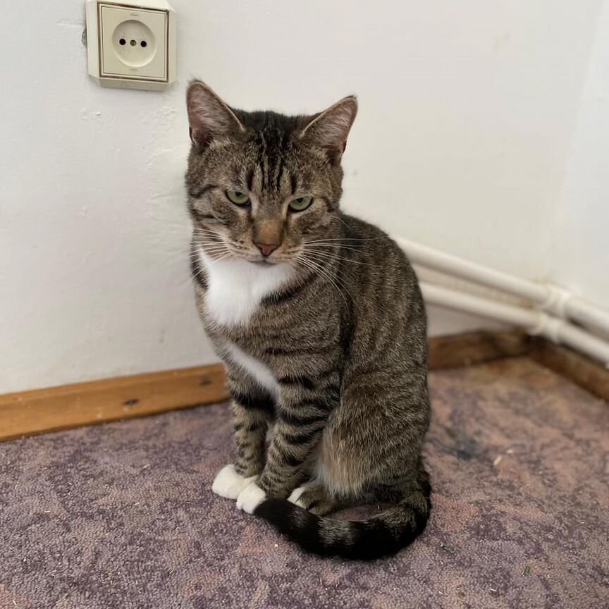 Шикарный кот Рокки в дар