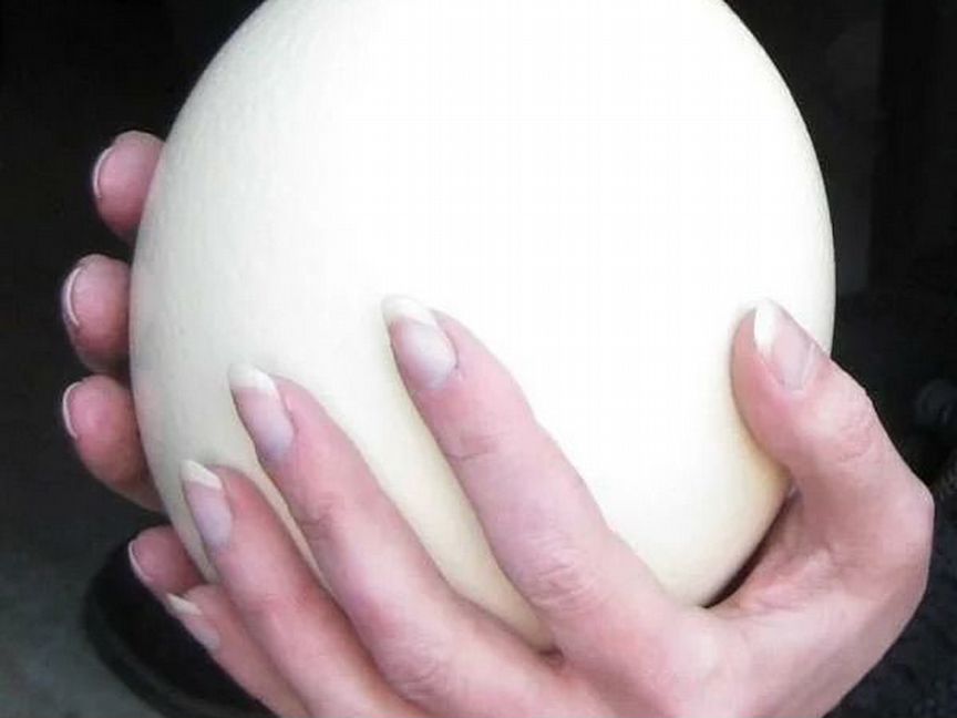 Страусиное яйцо