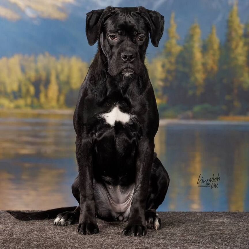 Кане-корсо, щенок