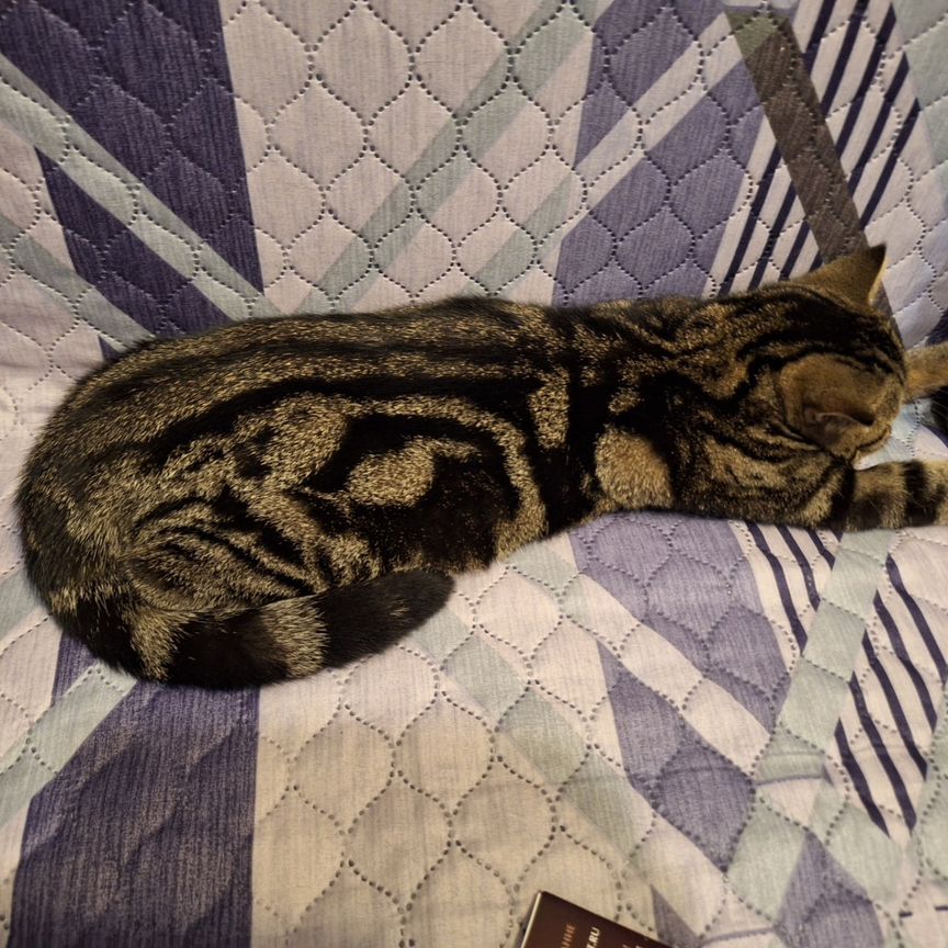 Продам кошечку 1год и 3 месяца