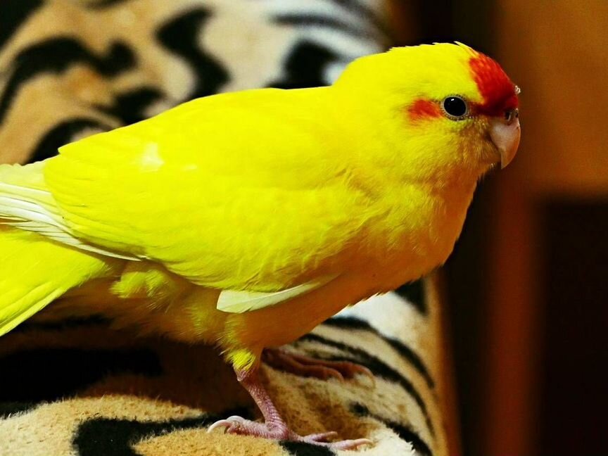 Продам попугаев