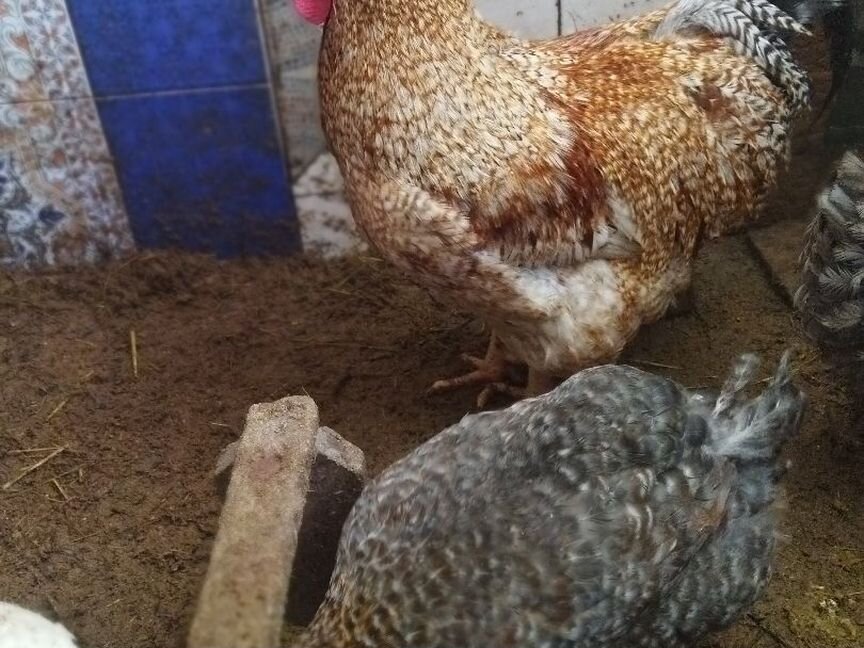 Куры петухи
