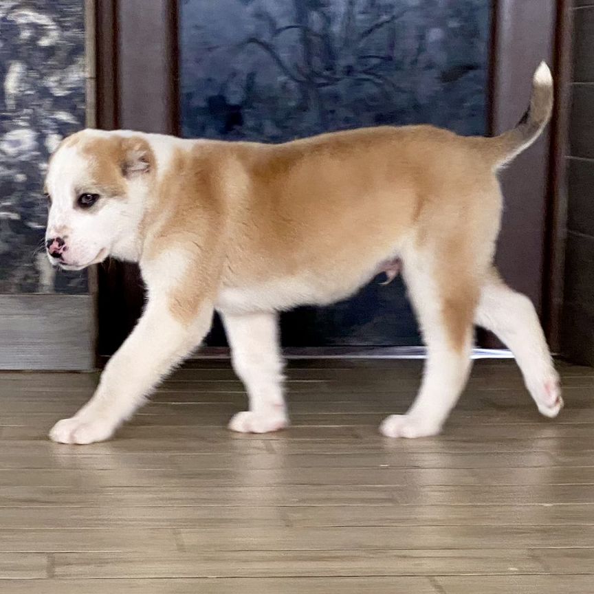 Среднеазиатская овчарка, щенок