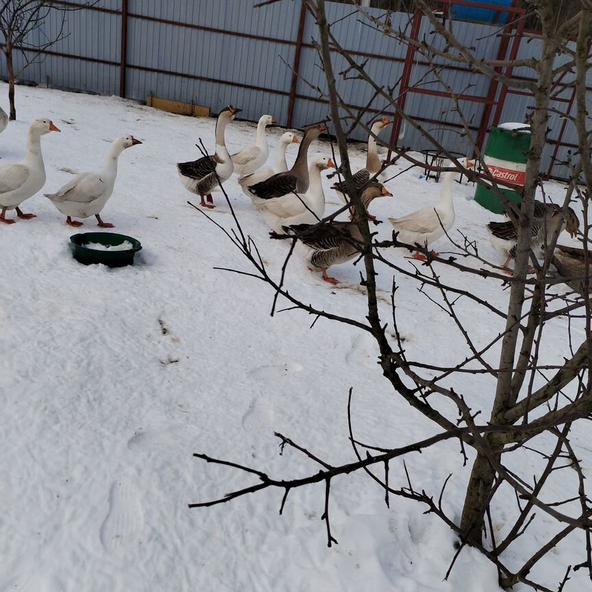 Два стада гусей 7 шт. и 11 шт