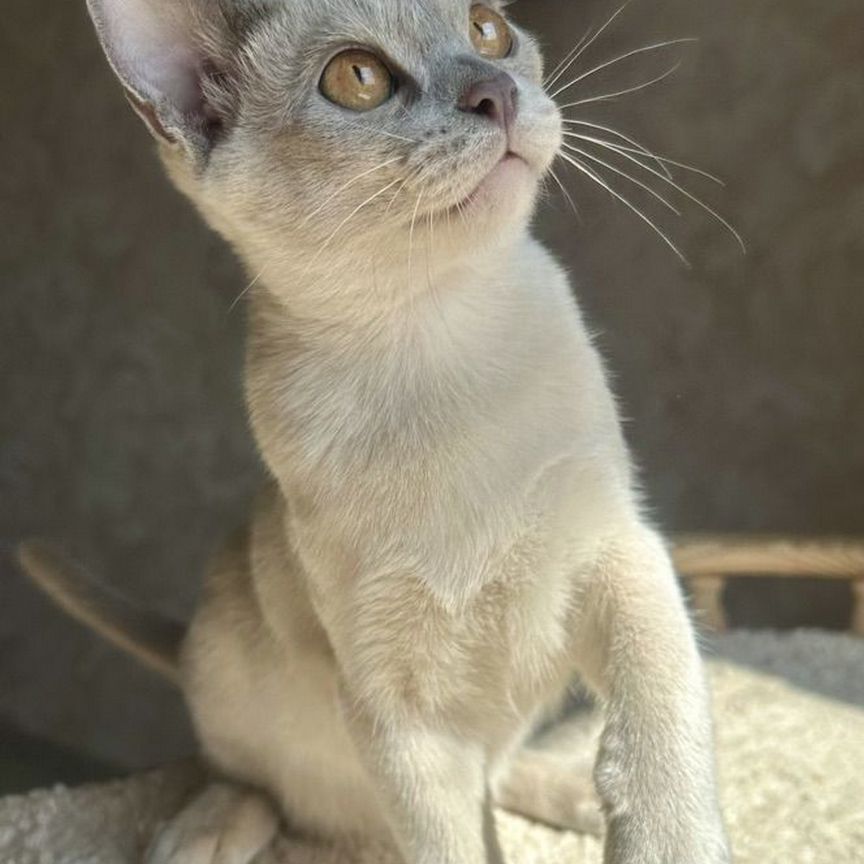 Котята бурманской кошки