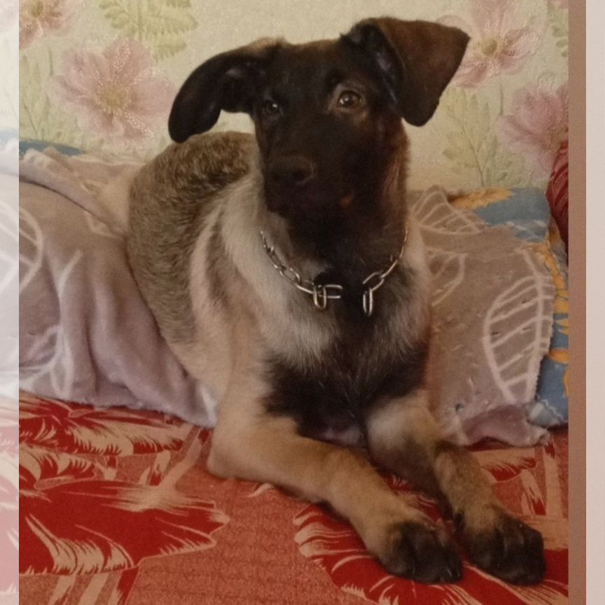 Пальма Найдись