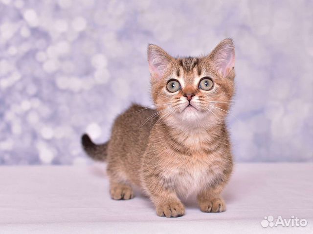 Манчкин девочка