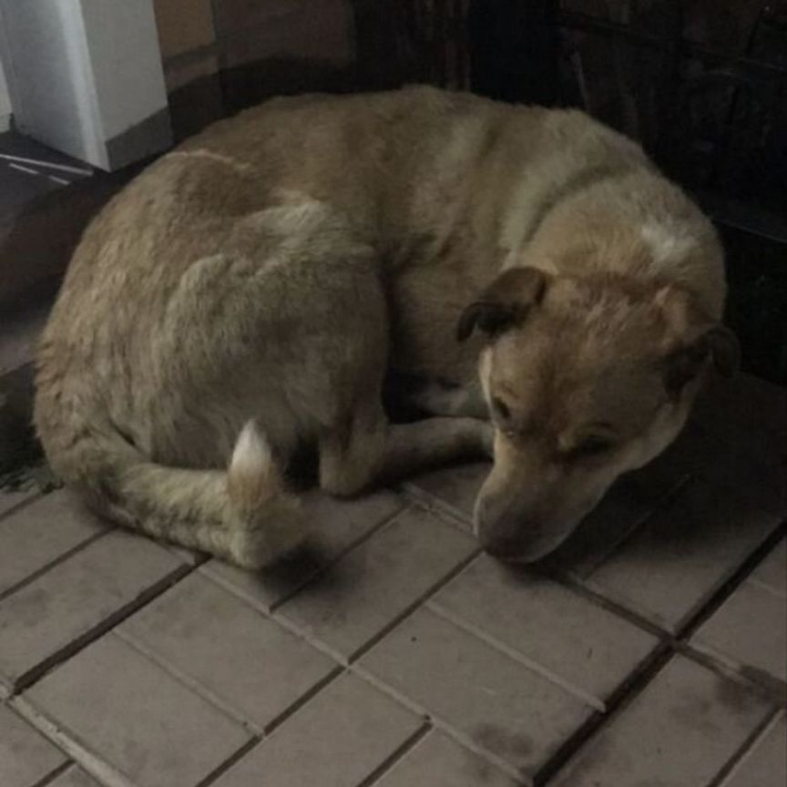 Собачке нужна помощь