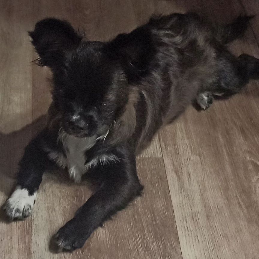 Чиходевочка стандарт