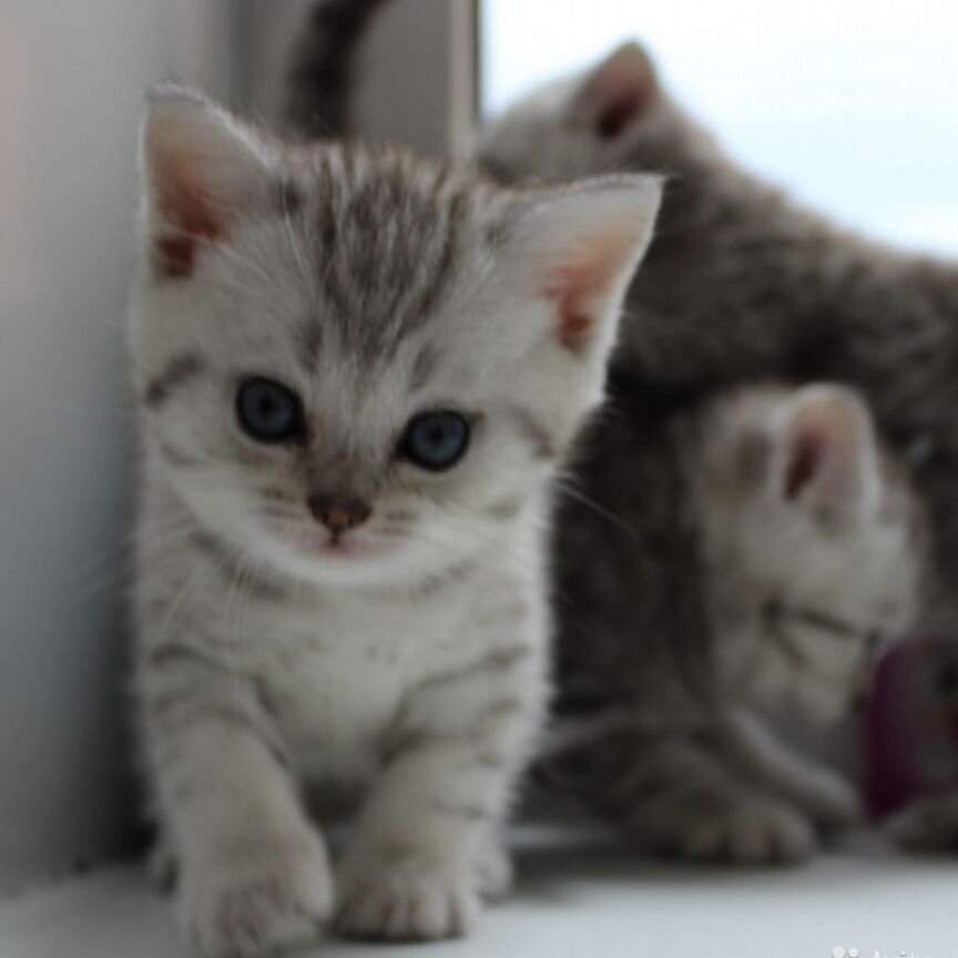 Шотландские котята Вискас