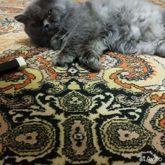 Ищем невесту для кота