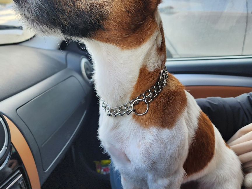 Вязка Джек рассел терьер