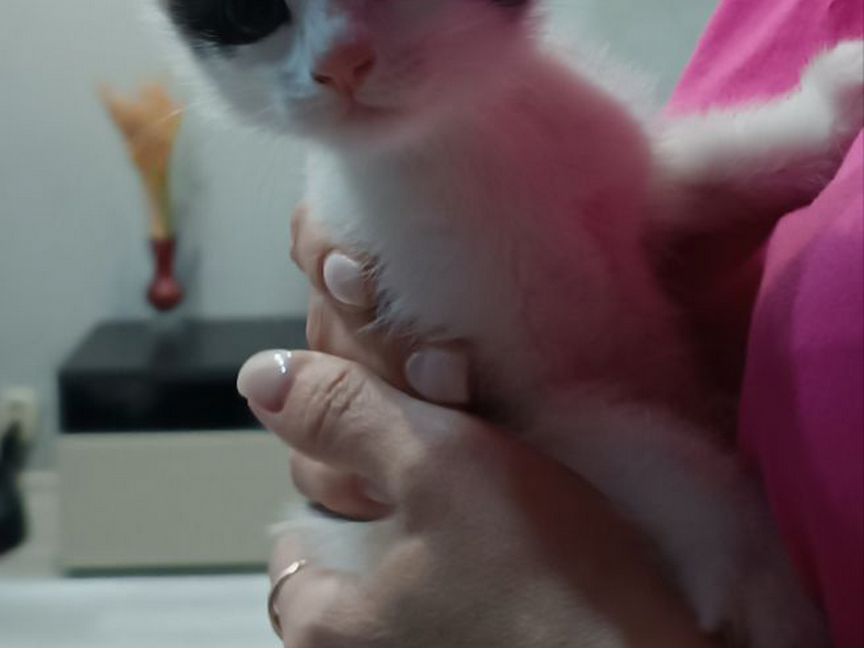 Котята полу-британцы 1.5 месяца