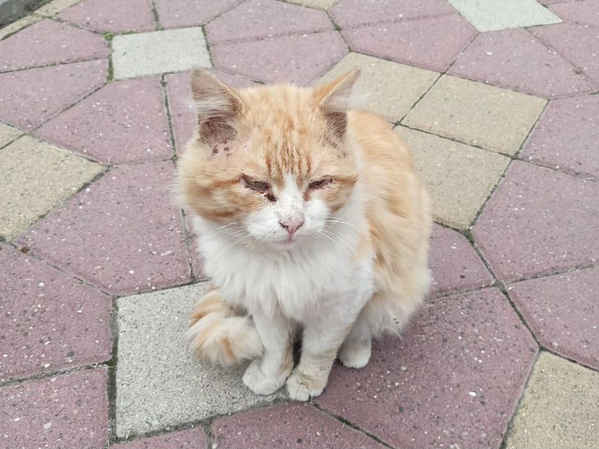 Кот в беде