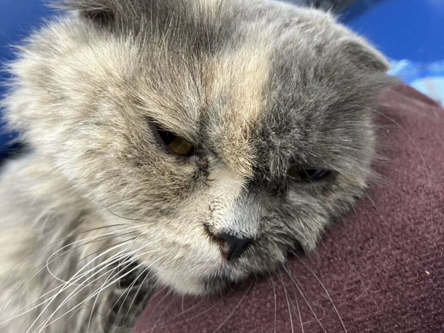 Шотландская вислоухая кошечка