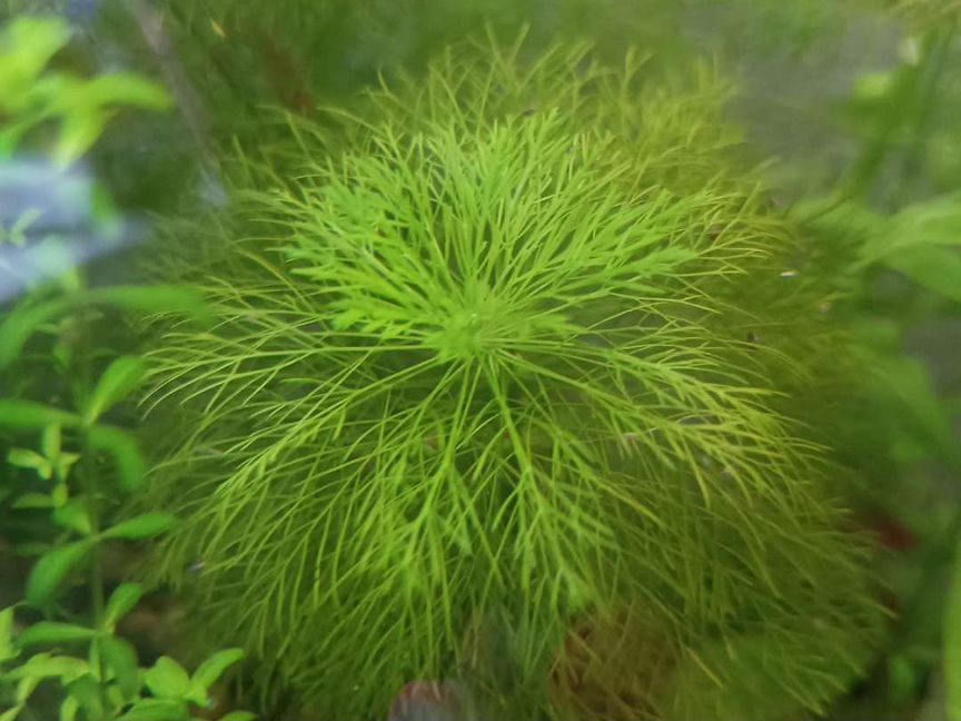 Аквариумные растения