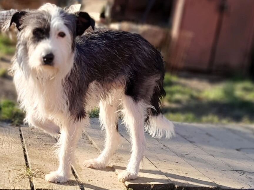Лиза из приюта ищет дом/ нужна передержка