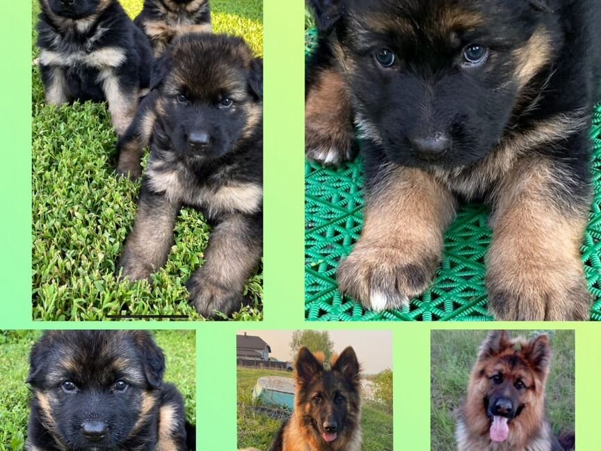 Щенки немецкой овчарки длинношерстной