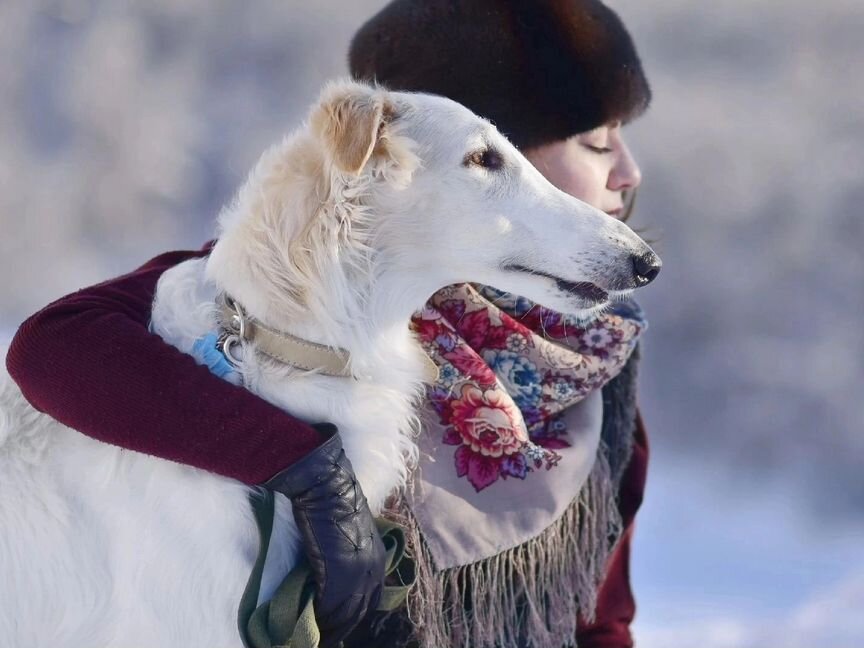 Русская псовая борзая щенки