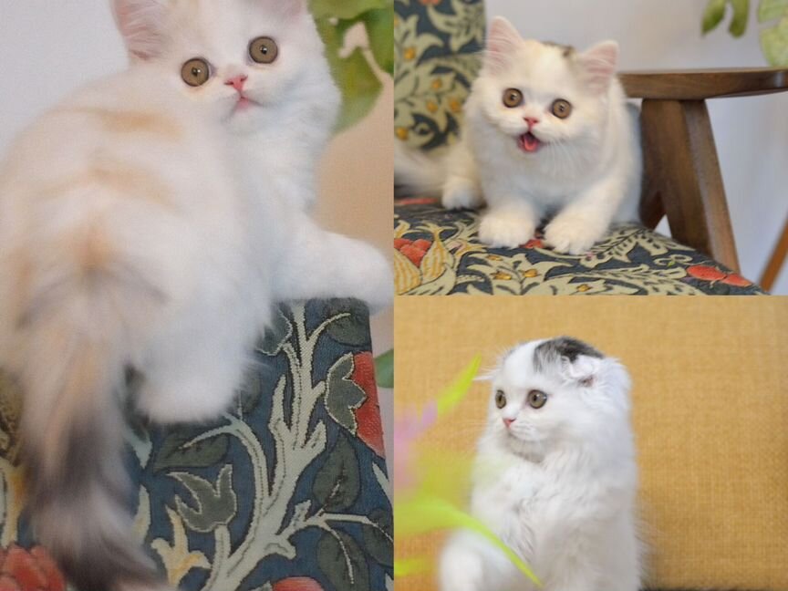 Шотландские котята на выбор