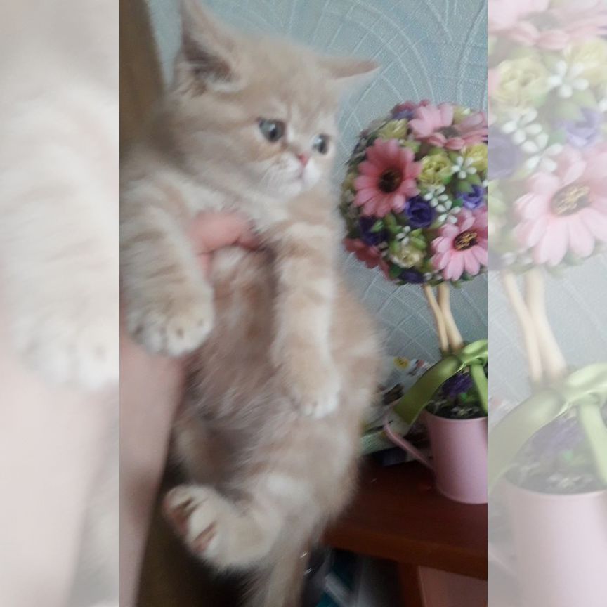 Самые ласковые И милые котята В мире экзоты мальчи