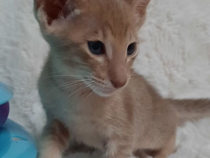 Ориентальные котята