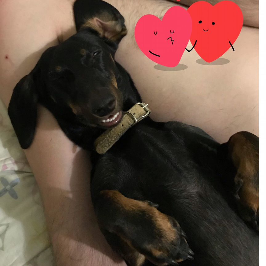 Такса, взрослая собака