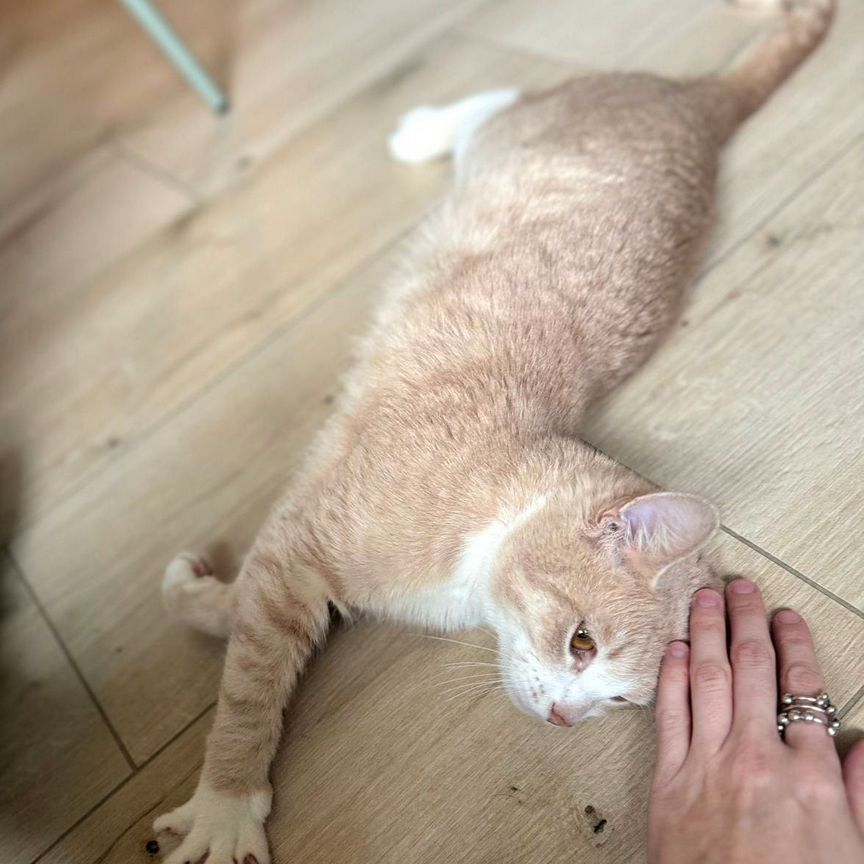 Нежный, кремовый котик