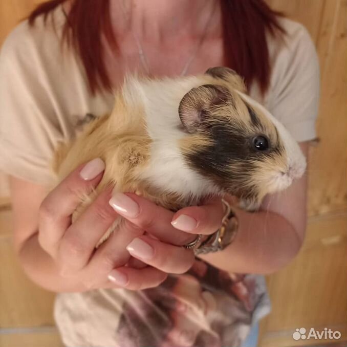 Отдам морскую свинку в добрые руки