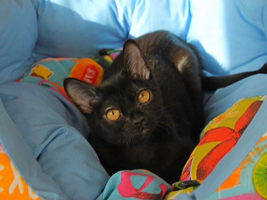 Котята бомбей