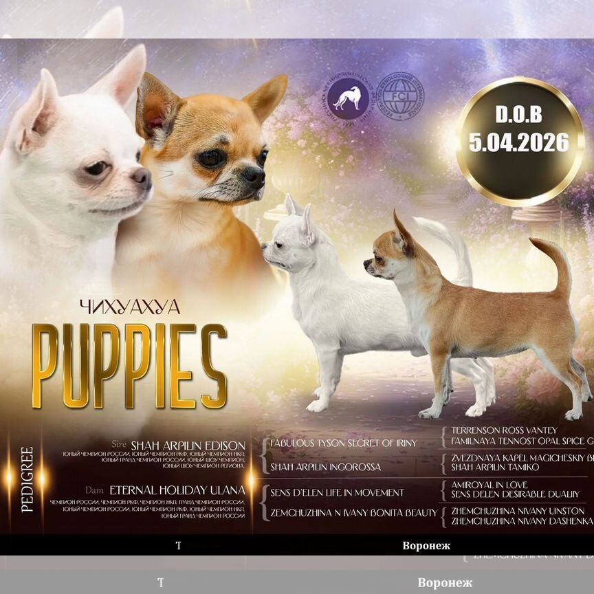 Чихуахуа, щенок